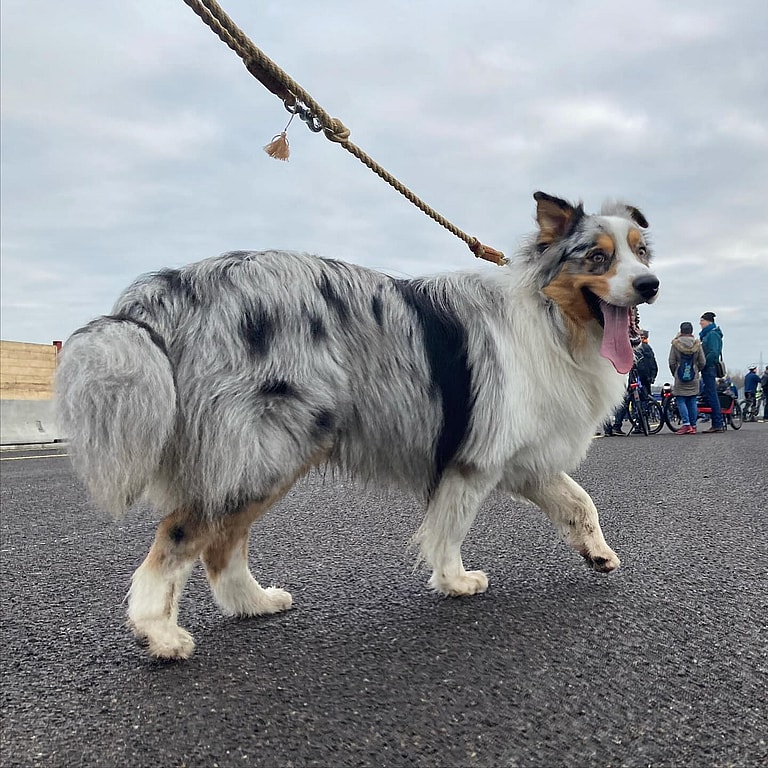 aussie blue merle