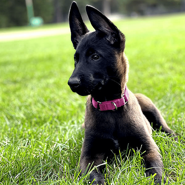 belgian shepherdblack