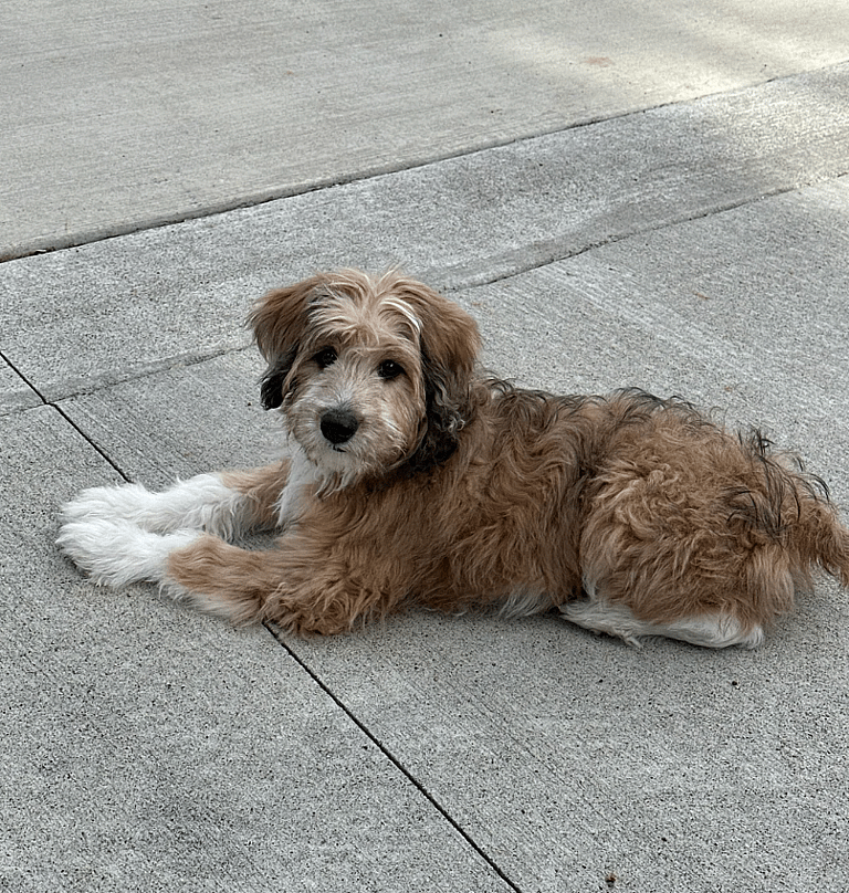 mini aussiedoodle size