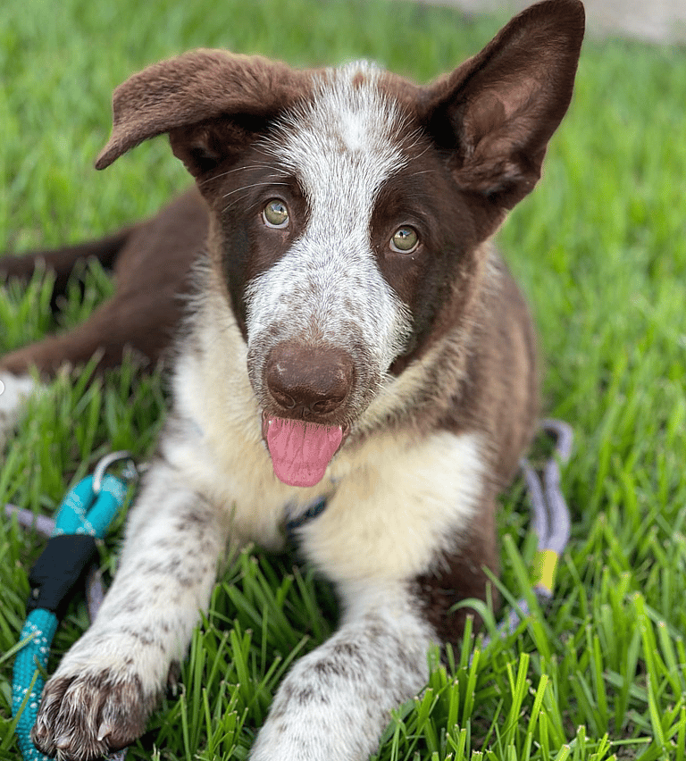 german shepherd panda gene