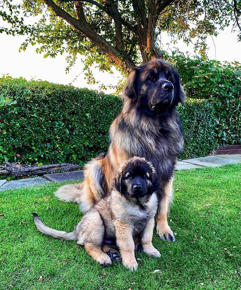 leonberger photos dogs