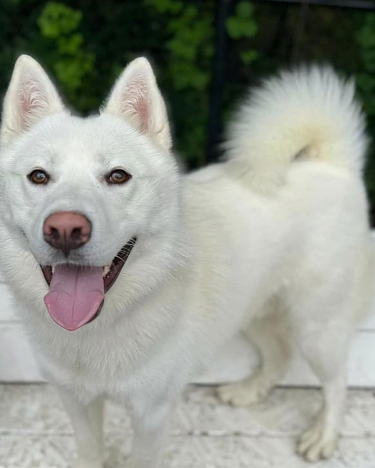 difference between husky and samoyed