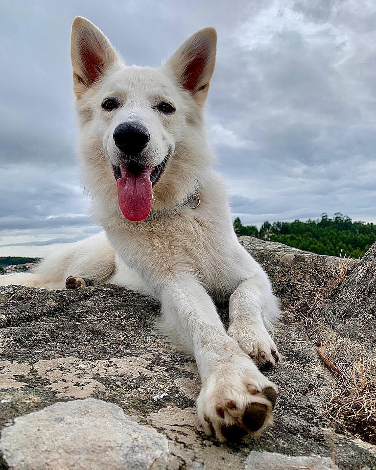 white shepherd