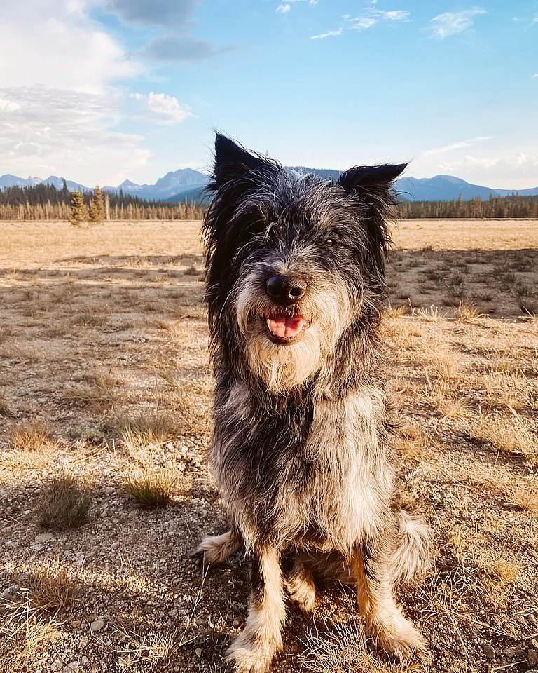 Fluffy, Scruffy & Tough as Nails: Meet the One-of-a-Kind Idaho Shag Dog ...