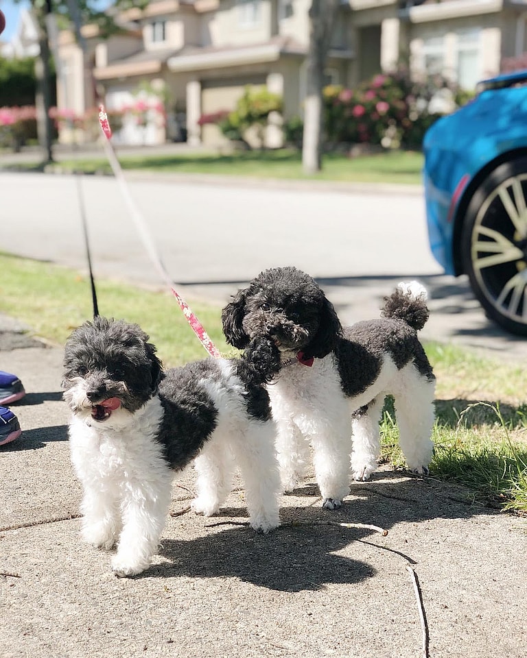 micro poodles