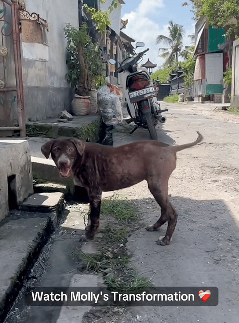 This Mange-Ridden Dog’s Smile Says Everything—Watch Her Incredible ...