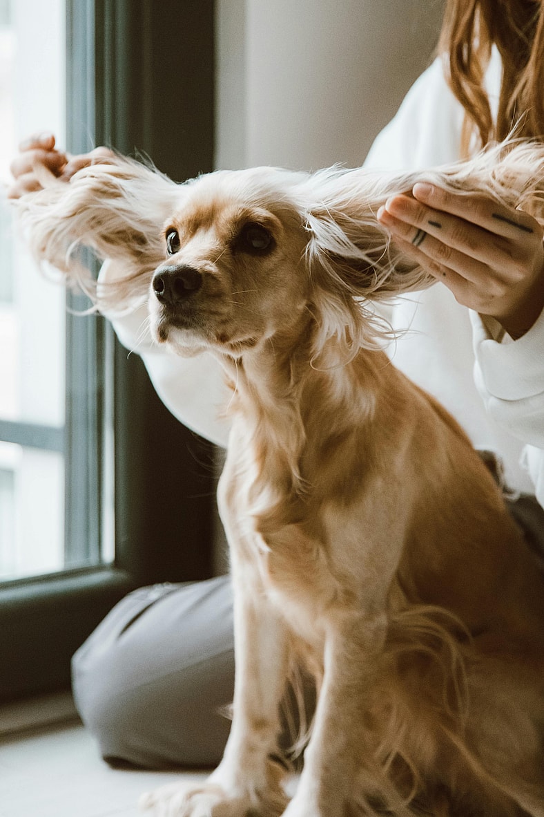 What Is Cauliflower Ear in Dogs? One Dog's $30,000 Tale of Survival and ...