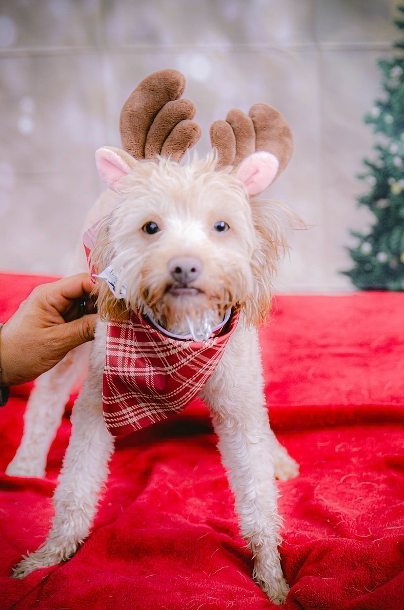 maltese mix dog adoption searchlight