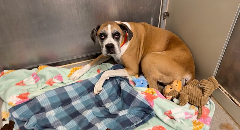 Watch This Dog’s Reaction When She's Told Good Girl After Losing Her ...