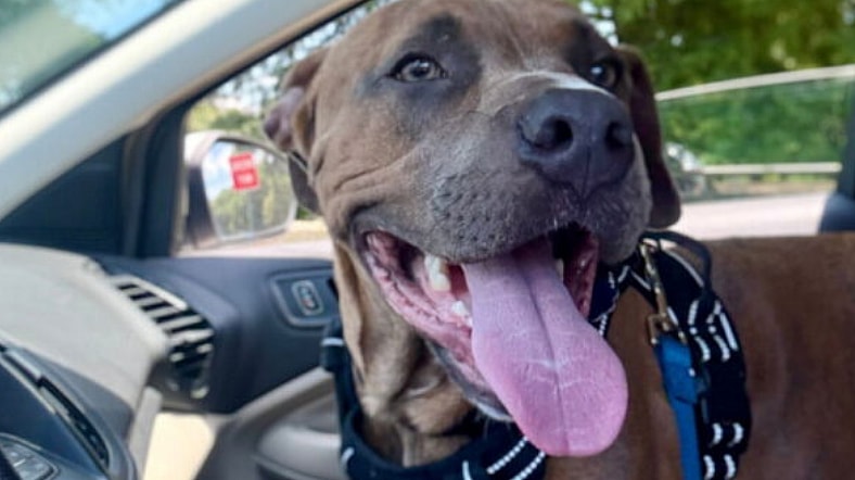 Sparrow — The Energetic Pittie Mix Playgroup Ambassador - Rocky Kanaka