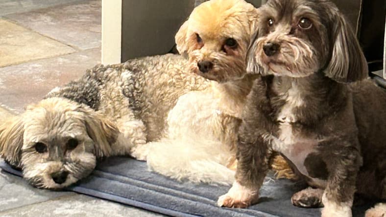 Coffee, Latte, and Vanilla Bean Rescued from Mississippi—These Three ...