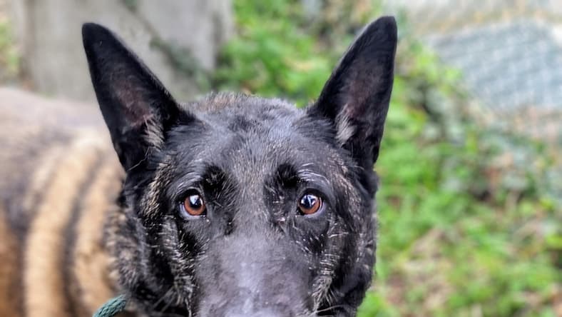 Big, Goofy, and 115 Pounds of Personality, This Belgian Malinois Mix Is ...