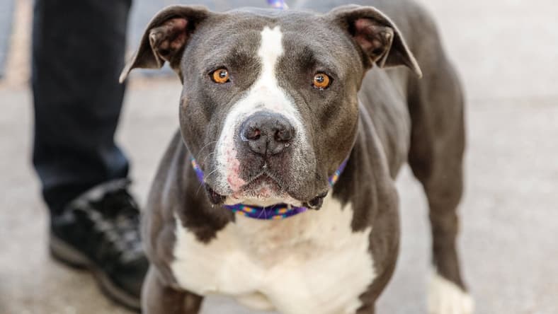 Inari, Pit Bll Mix, Found in an Encampment Cleanup and Now Slowly ...