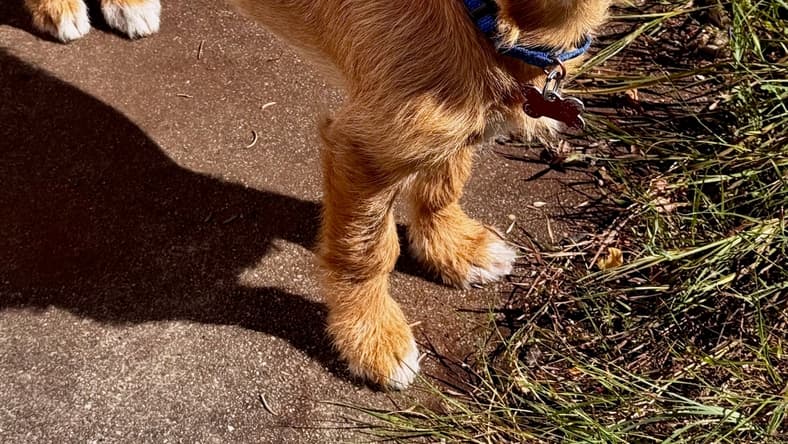 Dachshund Poodle Mix Puppy Was Terrified in the Shelter—Now Stovepipe ...