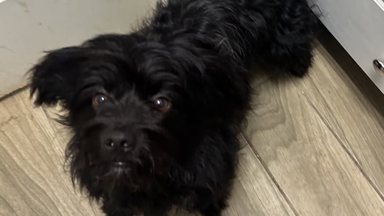 Jeffrey, Poodle Mix, Wandering Alone, Now Ready for a Real Home - Rocky ...