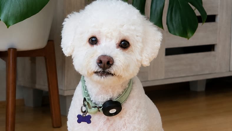 Escarole up for Adoption - Rocky Kanaka