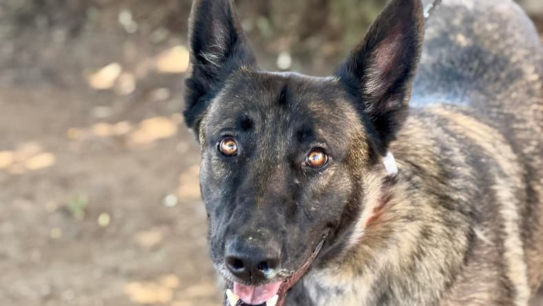 A Belgian Malinois Who Was Frozen in Fear Is Finally Learning to Walk ...