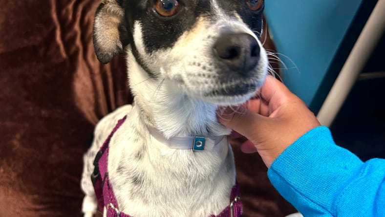 Shy but Sweet—Mabel Is Ready to Be Your Gentle, Loyal Companion - Rocky ...