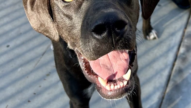 Looking for a Big, Goofy Best Friend? Ted the Great Dane Mix Is Ready ...