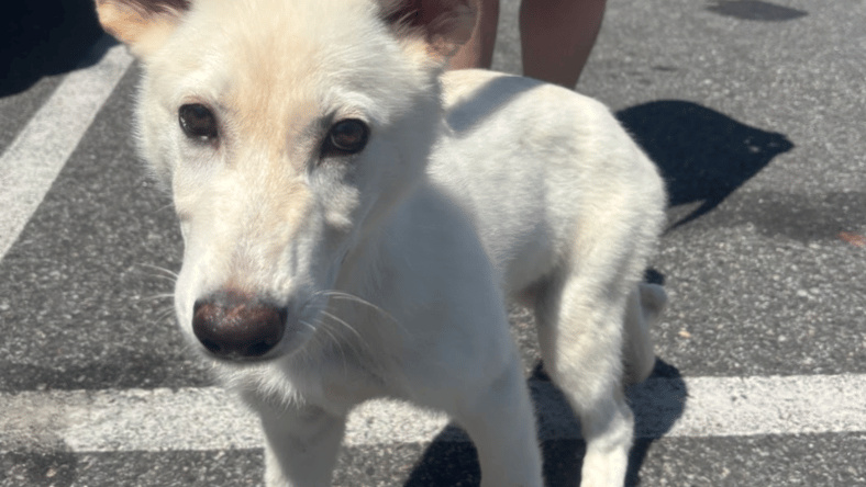 Double the Cuteness — Meet Frank & Fred, Shepherd Mix Brothers! - Rocky ...