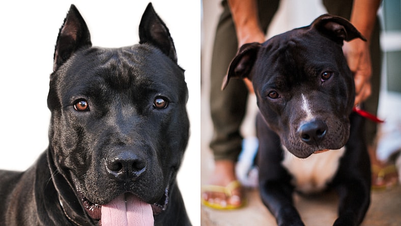solid black pit bulls