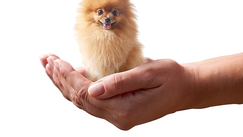 world's smallest dog