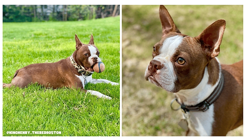 boston terrier coloring book