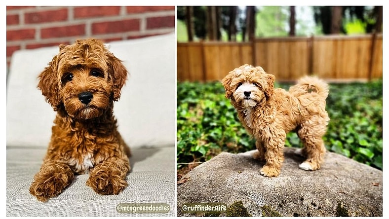 mini goldendoodle maltese mix