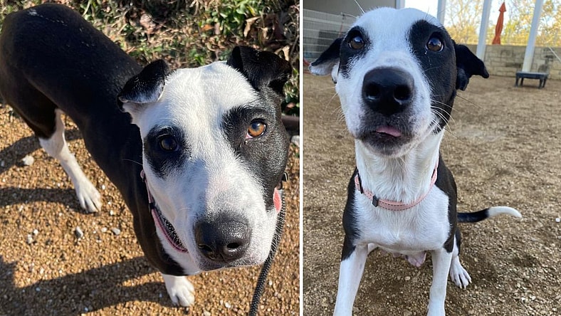 Adopt Hannah: A Playful and Affectionate Companion Awaiting Her Forever ...