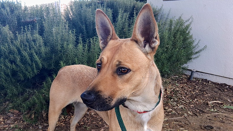 Meet Ally, the Sweet Shepherd Mix with a Nose for Adventure - Rocky Kanaka