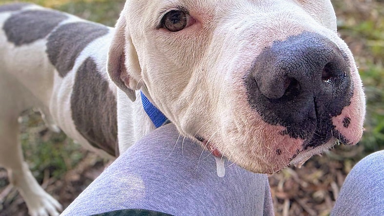 Meet Tank—the Gentle Pittie With a Big Heart and an Even Bigger Smile 💙 ...