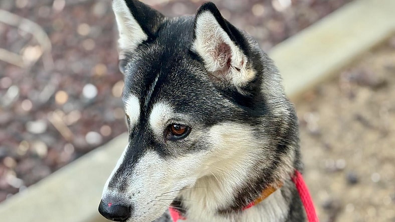 Aspen, Husky – Gentle 1-Year-Old Stray With a Heart of Gold – Adopt ...