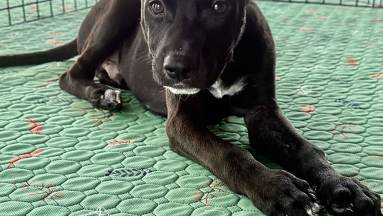 Knox the Feist Mix Pup – A Tiny Bundle of Love Looking for His Forever ...