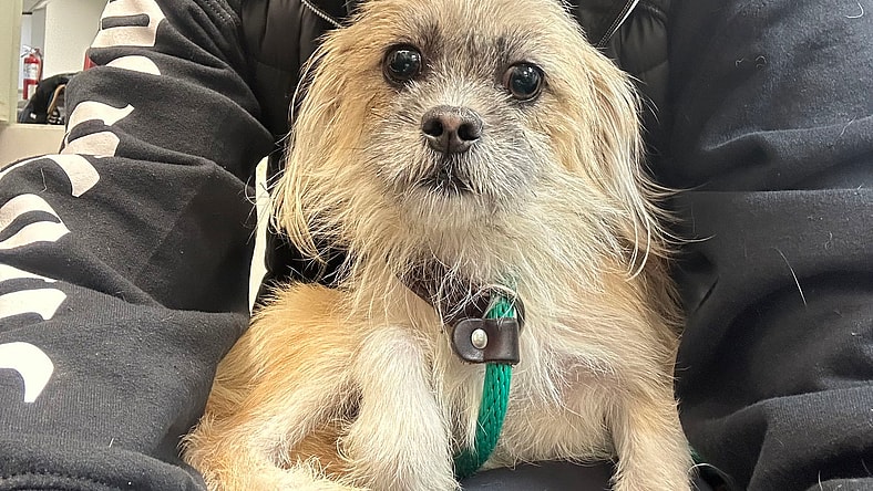 Stella the Lhasa Apso — Owner Could No Longer Care for Her, Now She’s ...