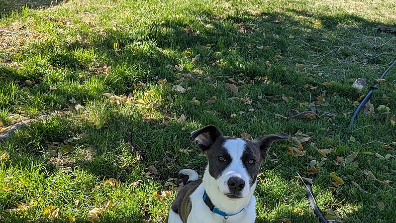 Meet Ruth Bader Cuddlesburg — The Border Collie Mix Supreme Cuddler ...