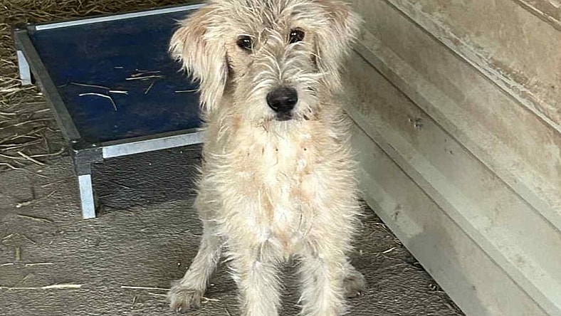 Willa the Labradoodle Mix — Saved Just in Time and Ready for Her ...
