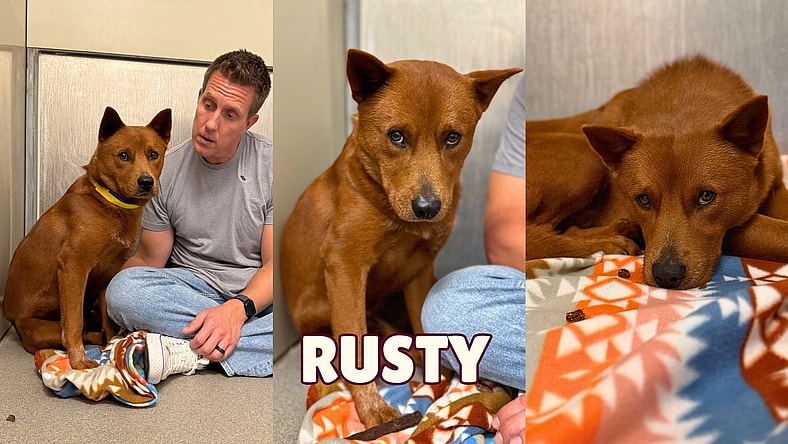 Rusty for Adoption - Rocky Kanaka