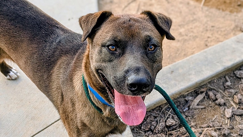 Brownie, Pit Bull Mix Surrendered by His Family—Come Meet This Big ...