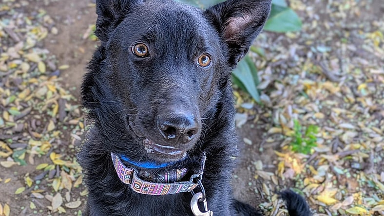Chester the Shepherd/Lab Mix — Found as a Stray and Ready to Find His ...