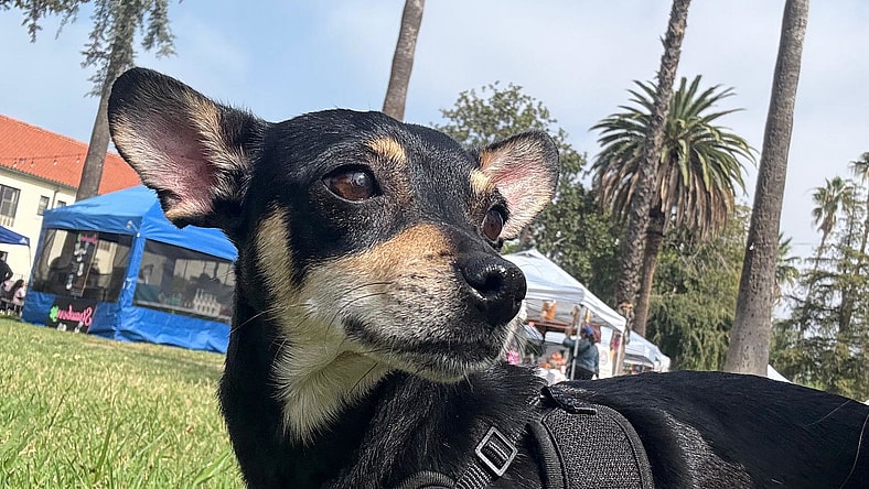 Xing, Chihuahua Mix is A Brave Three-Legged Hero Ready to Steal Your ...