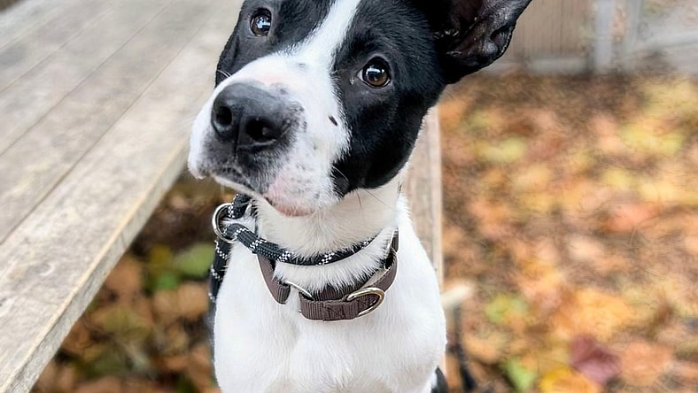 🌬️ Meet Lakeshore—the Border Collie Mix With Windswept Rabbit Ears and ...