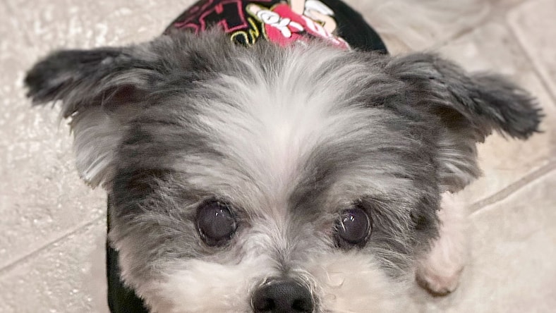 Boq Wicked – Maltese Mix – Gentle Senior with a Heart of Gold – Could ...