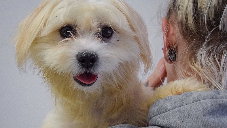 Delaney, A Sweet Maltese Mix Ready for Her Forever Home - Rocky Kanaka