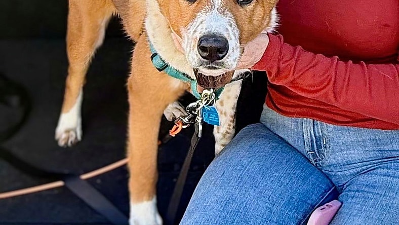 Calypso the Smart and Loving Pup — Ready for His Forever Home! - Rocky ...