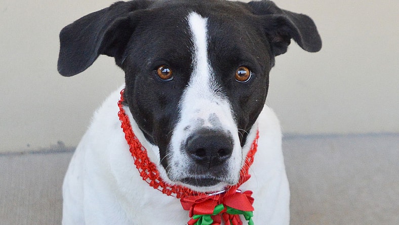 Snow, A Lab Mix is Your Sweet, Chunky Holiday Companion - Rocky Kanaka