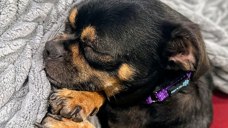 Pikachu, A Pug Mix is a Smile Charmer Ready to Fill Your Home with ...