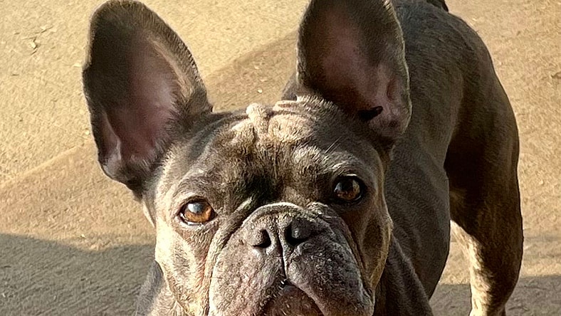 Stella, French Bull Dog Mix is A Laid-Back Little Lady Ready to Be ...