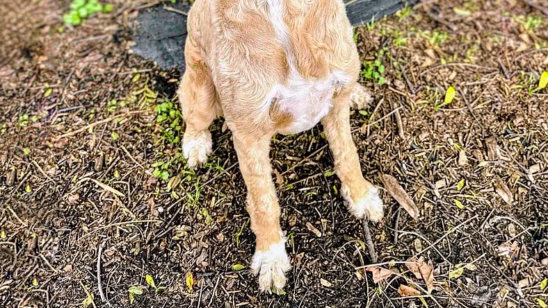 Okra – Poodle Mix, Smart and Affectionate, Ready to Shine in Her ...