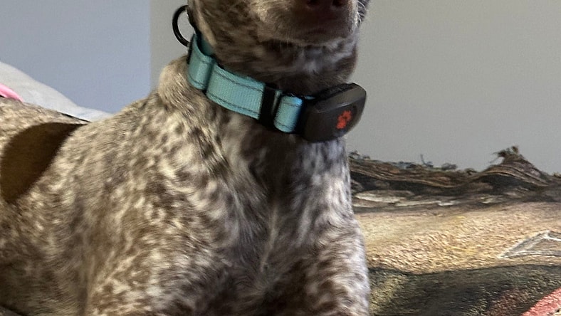 Nova – Australian Cattle Dog, Former Chain Dog, Ready for Adventure ...