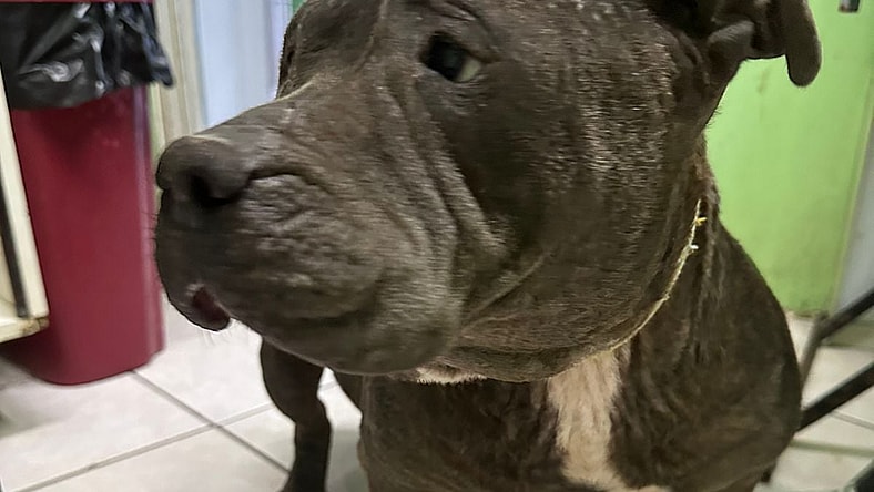 Mimi, A Pit Bull Mix is A Loving Adventure Buddy Ready to Share Her ...